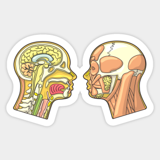 Human Head Anatomy Stickers for Sale | TeePublic