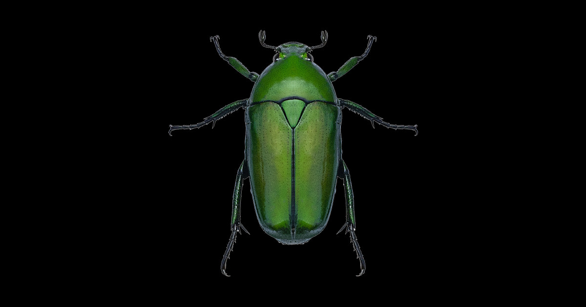 Emerald Scarab Beetle - Scarab Beetle - Sticker | TeePublic