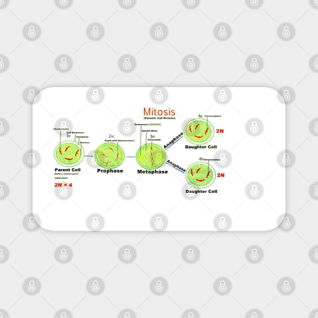 Mitosis - Somatic cell division. - Cell Division Prophase - Magnet ...