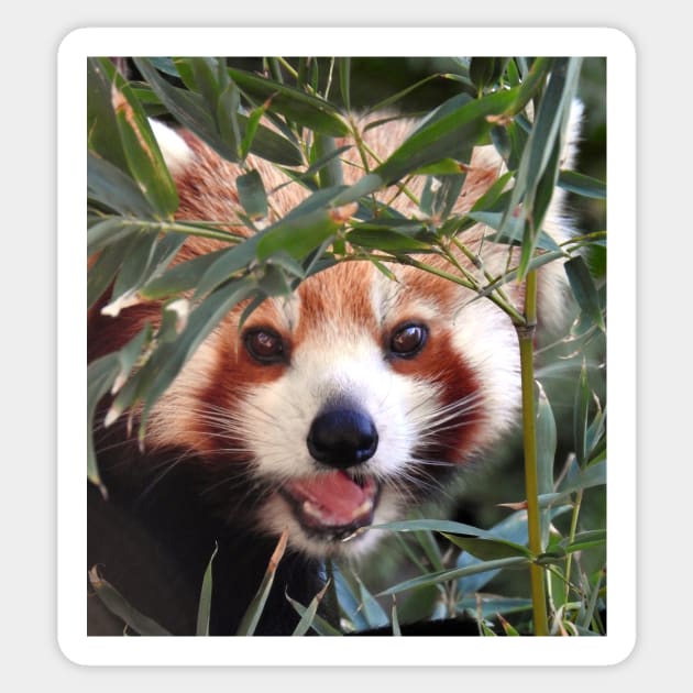 Red Panda - Red Panda - Sticker | TeePublic