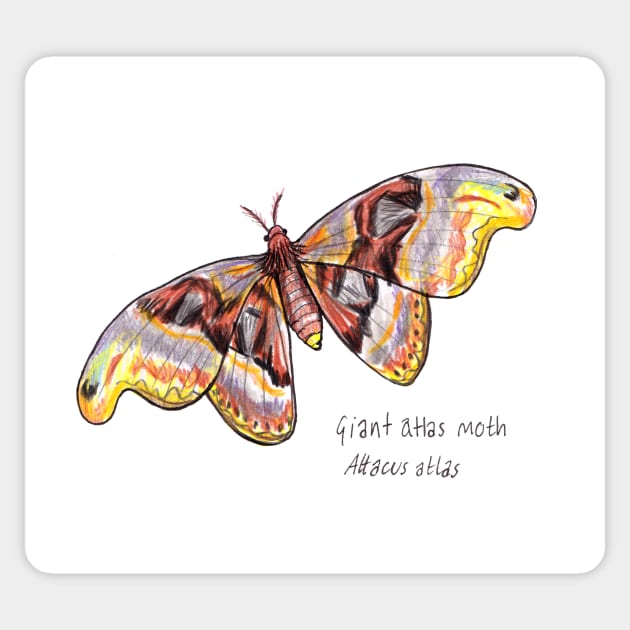 Atlas Moth drawing - Atlas Moth - Sticker | TeePublic