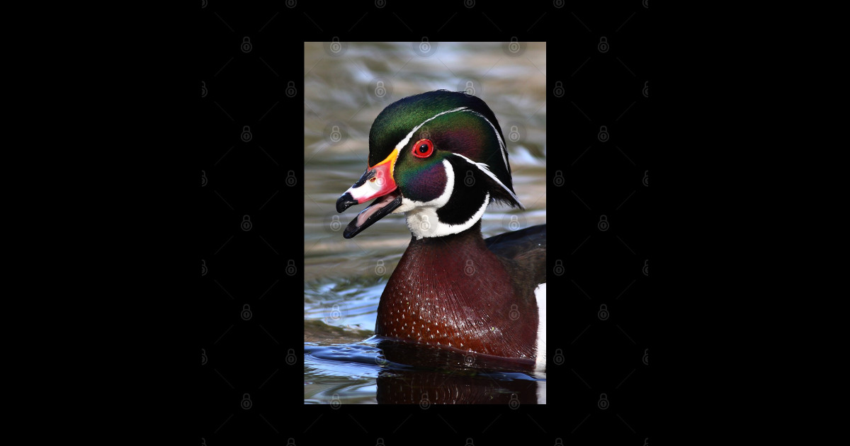 Wood Duck - Wood Duck - Sticker | TeePublic