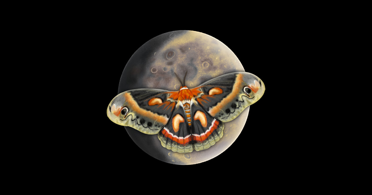 Cecropia Moth & Moon - Moth - Posters and Art Prints | TeePublic