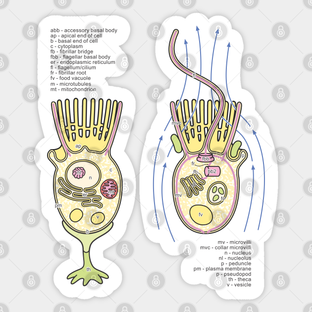 Choanoflagellate Structure Diagram with Labels - Choanoflagellate ...
