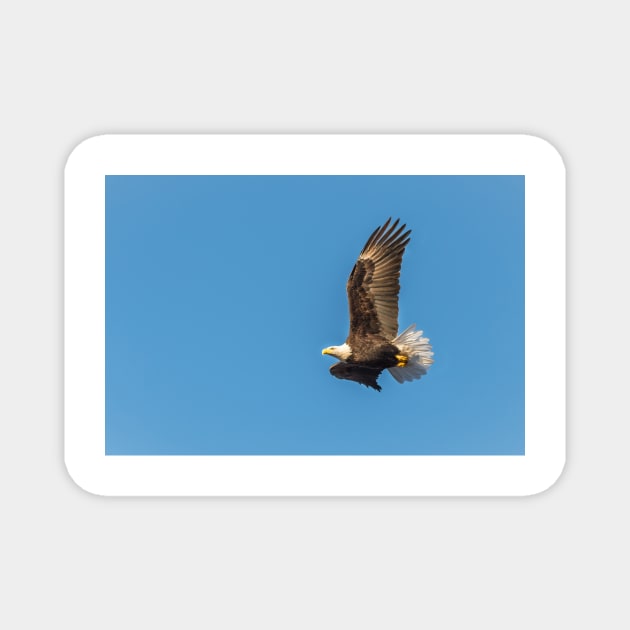 Bald Eagle in Flight with Blue Sky - Bald Eagle - Magnet | TeePublic