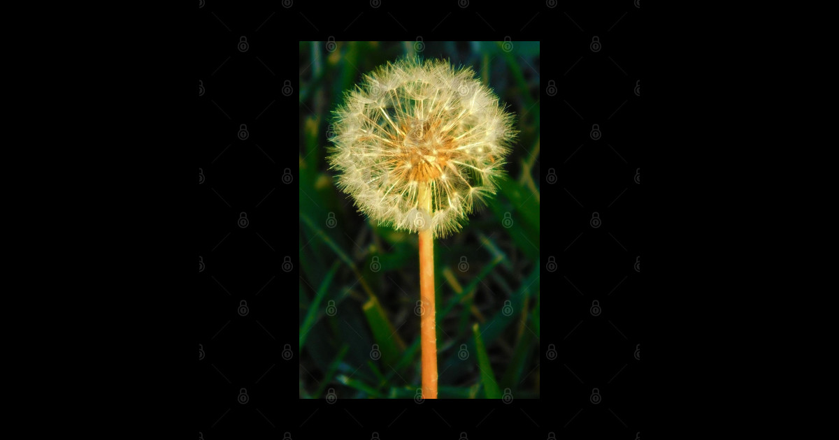 Make a wish - Dandelion Flower - Sticker | TeePublic