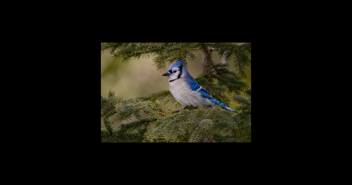 Blue Jay - Algonquin Park, Ontario - Blue Jay - Sticker | TeePublic