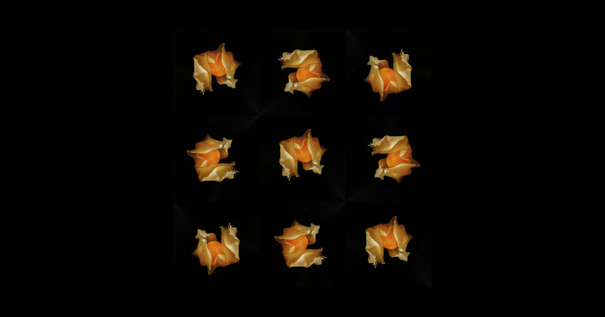 Nightshade Fruit - Physalis - Sticker | TeePublic