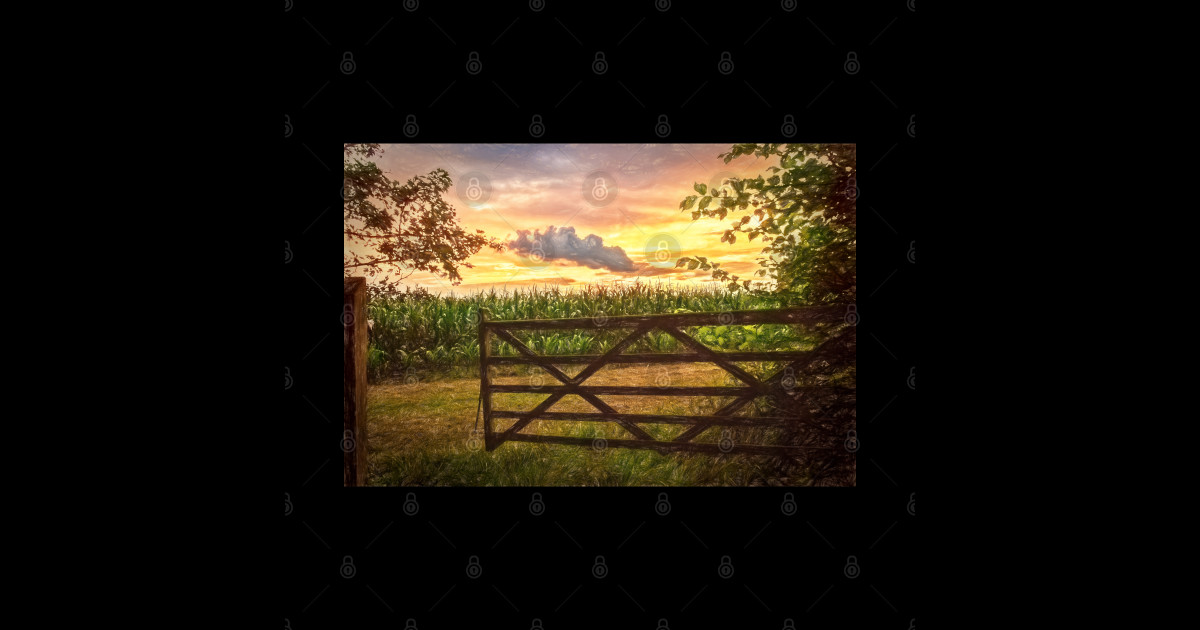 Maize Field At Sunset - Maize Field - Posters and Art Prints | TeePublic