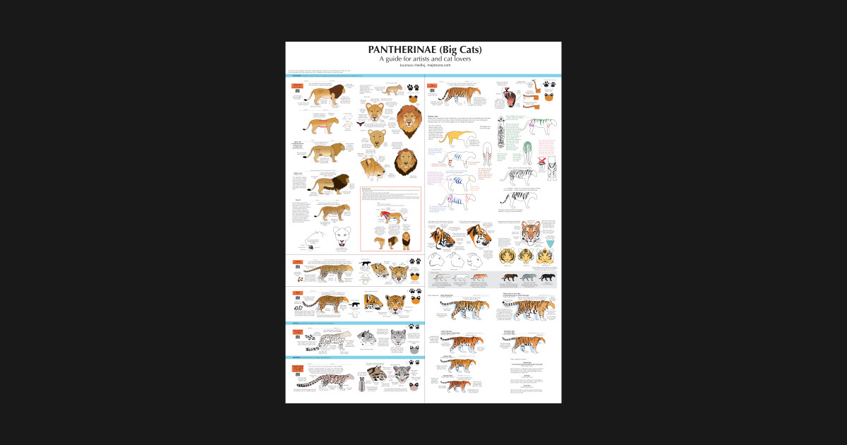 Pantherinae (big cats) chart for artists - Cats - T-Shirt | TeePublic