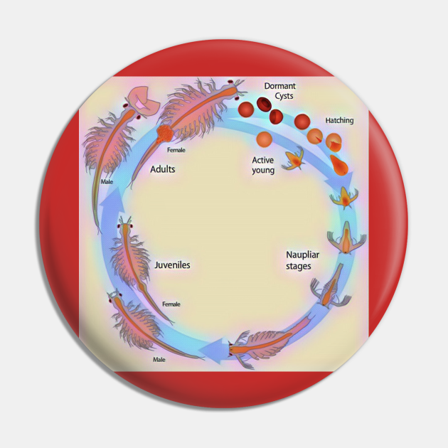 Life Cycle of Brine Shrimp - Brine Shrimp - Pin | TeePublic