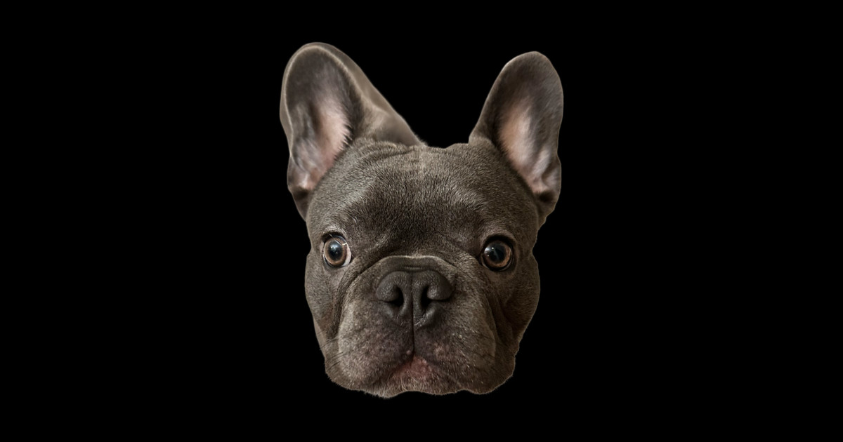 frenchie face - French Bulldog - Sticker | TeePublic