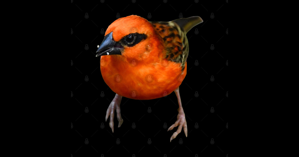 Little red bird - Red Bird - Sticker | TeePublic