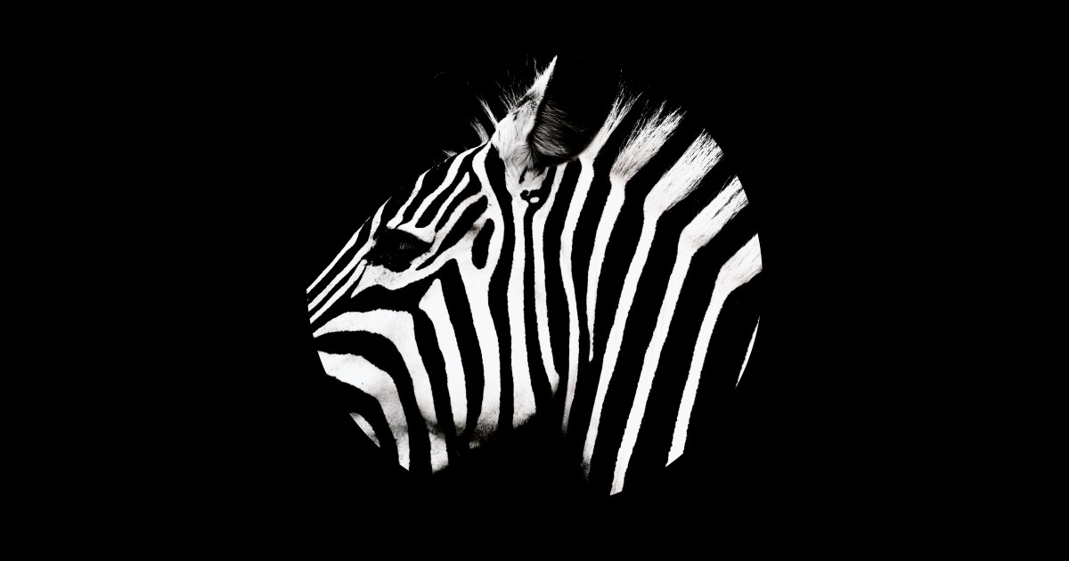 Zebra - in a circle - Zebra - Sticker | TeePublic