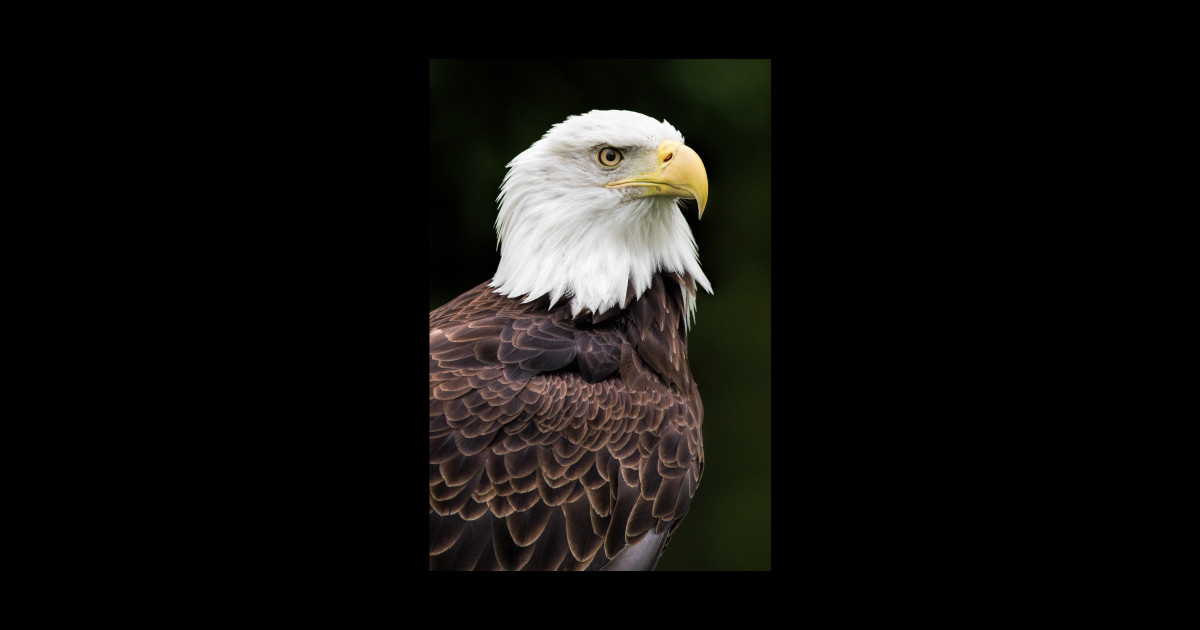 With Dignity Bald Eagle - Bald Eagle - Sticker | TeePublic