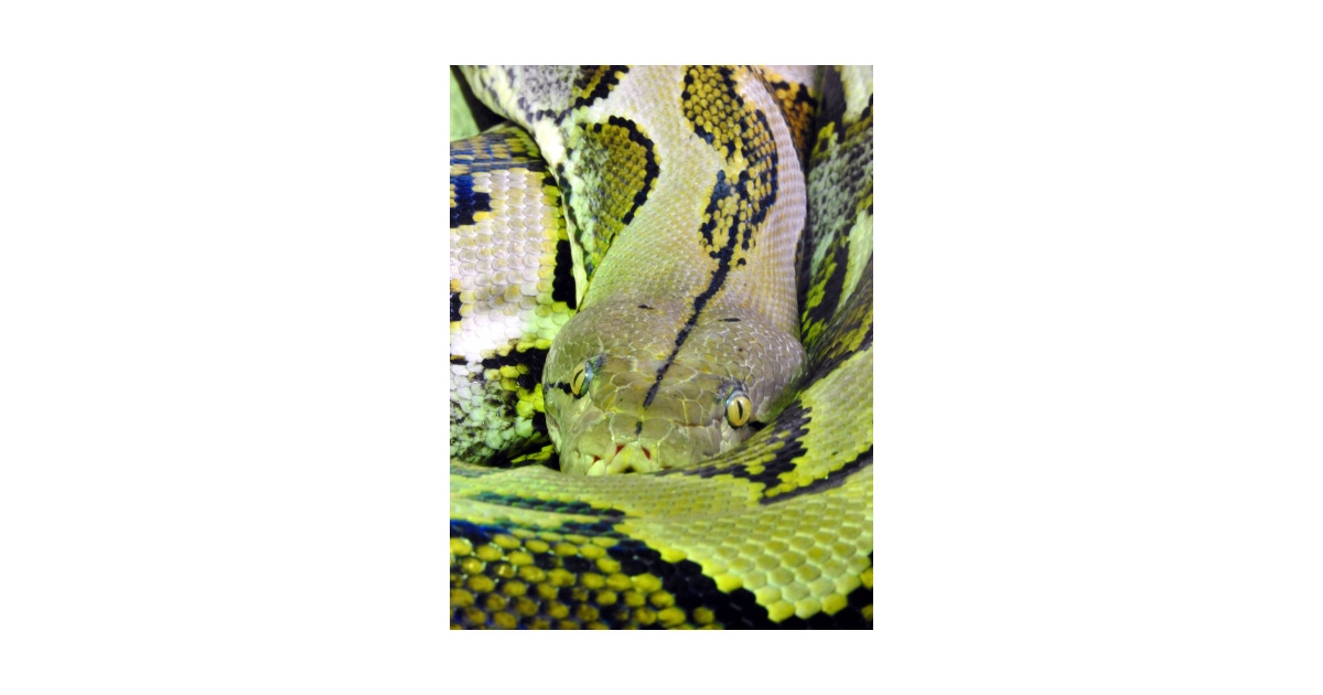 Reticulated Python - Reticulated Python - T-Shirt | TeePublic
