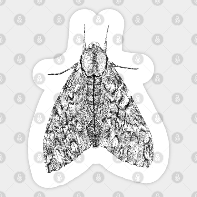 Black & white moth butterfly drawing - Privet Hawk Moth (Psilogramma ...