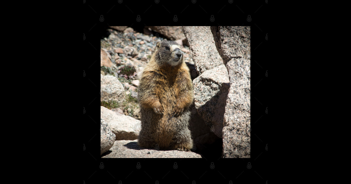 Standing Up - Marmot - Sticker | TeePublic