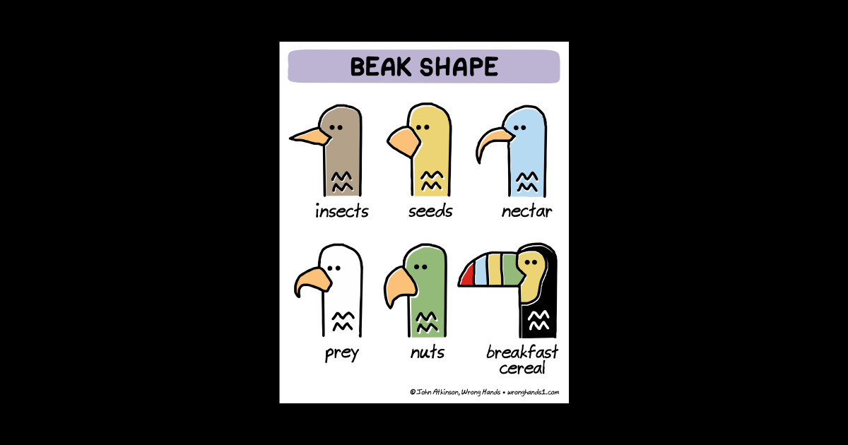 beak shape - Bird Lover - Sticker | TeePublic