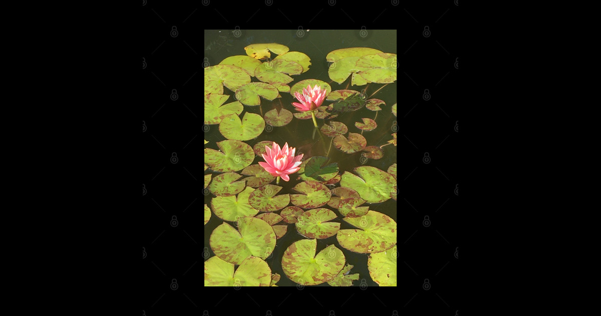 Water Lilies - Lily Pad - Sticker | TeePublic