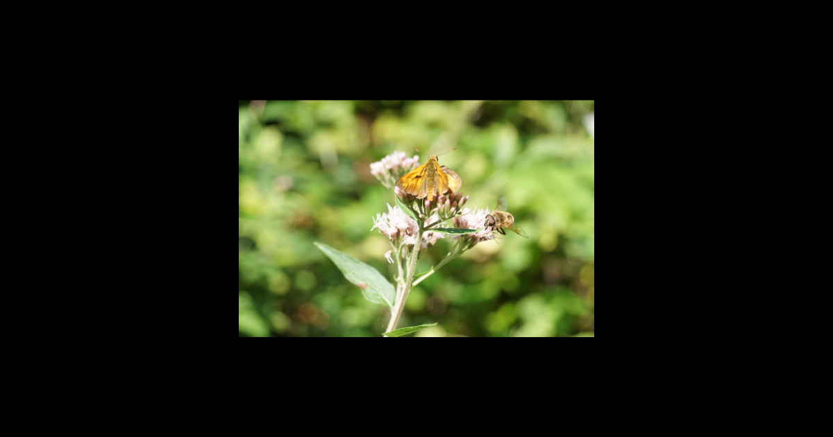 Bee And Moth On Water Hemp Flower - Bee - Posters and Art Prints ...