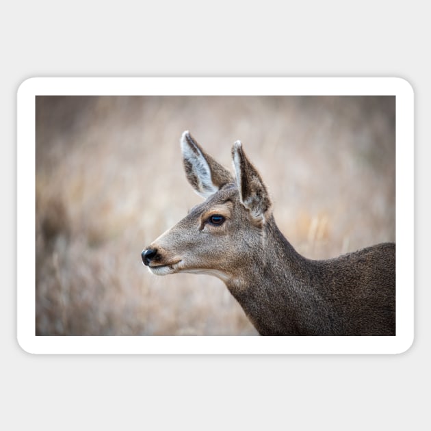 Watchful Doe - Deer - Sticker | TeePublic