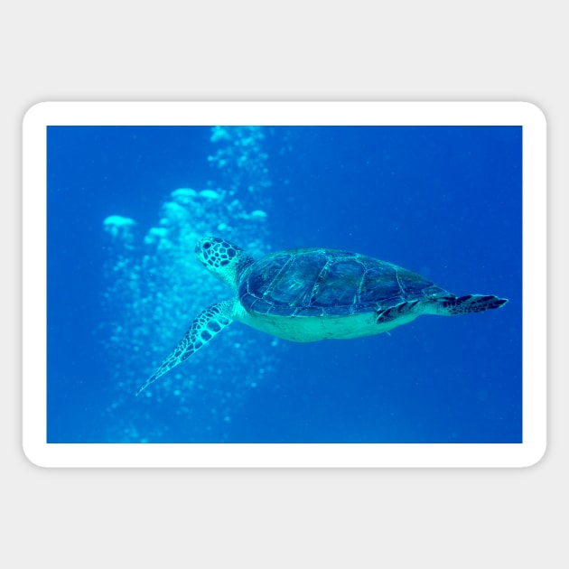 Sea turtle in Blue Water - Sae Turtle - Sticker | TeePublic