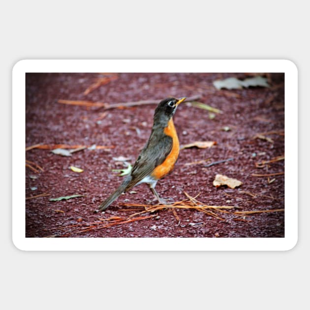 Robin On Standby - American Robin - Sticker | TeePublic