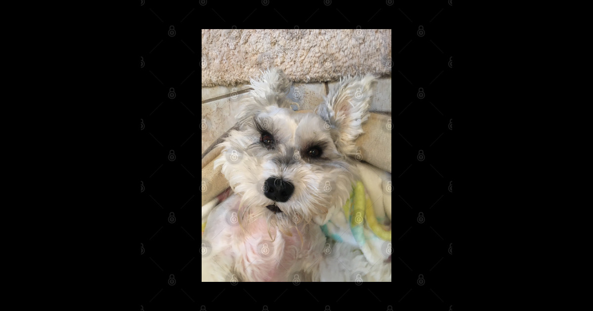 FLYING SCHNAUZER - Schnauzer - Sticker | TeePublic