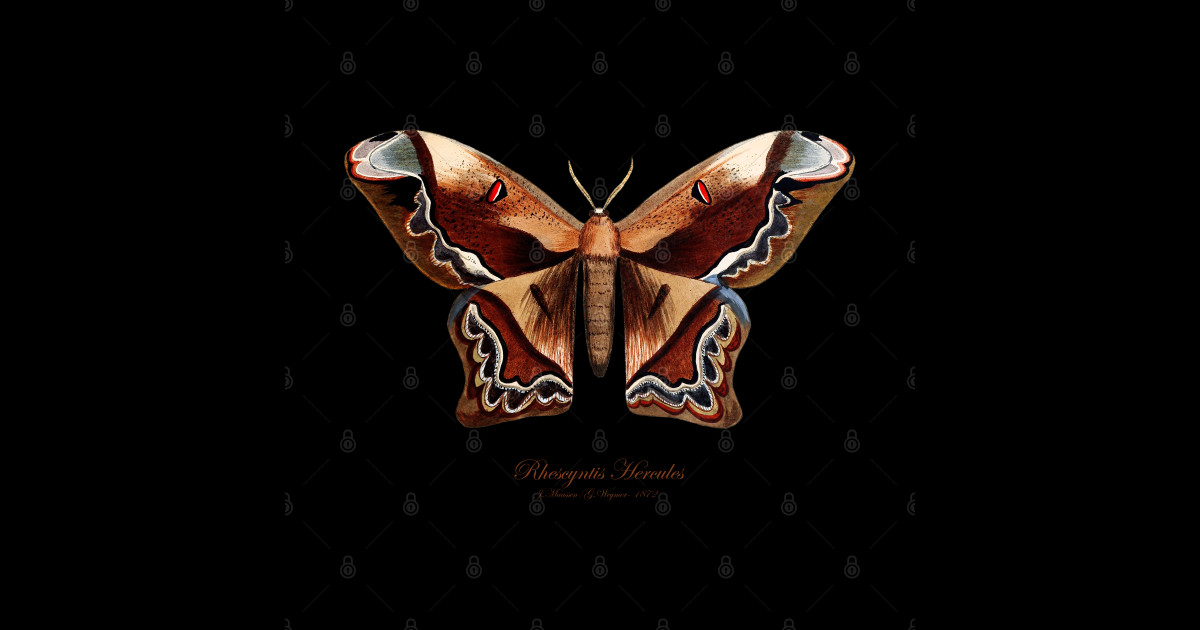 Moth - Giant Silk Moth, Rhescyntis Hercules or Arsenura Sylla - Moth ...