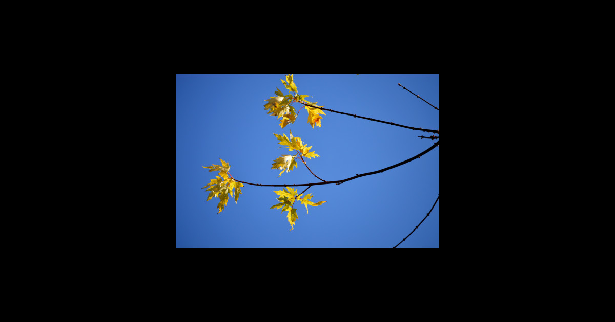 branching out... - Leaves - Sticker | TeePublic