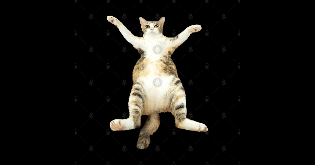 Kitty With Open Arms - Hugsy - Sticker | TeePublic