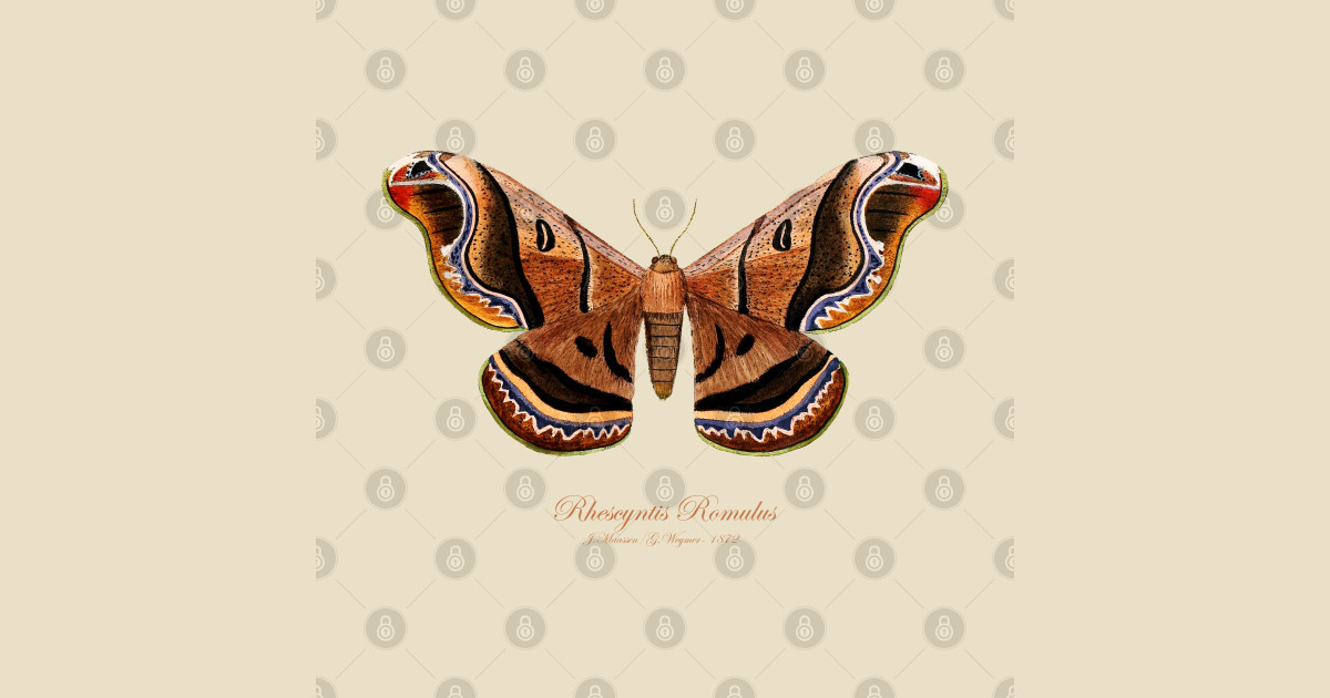Moth - Giant Silk Moth, Rhescyntis Romulus, Rhescyntis Romulus Maassen ...