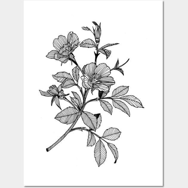 how to draw australian native flowers