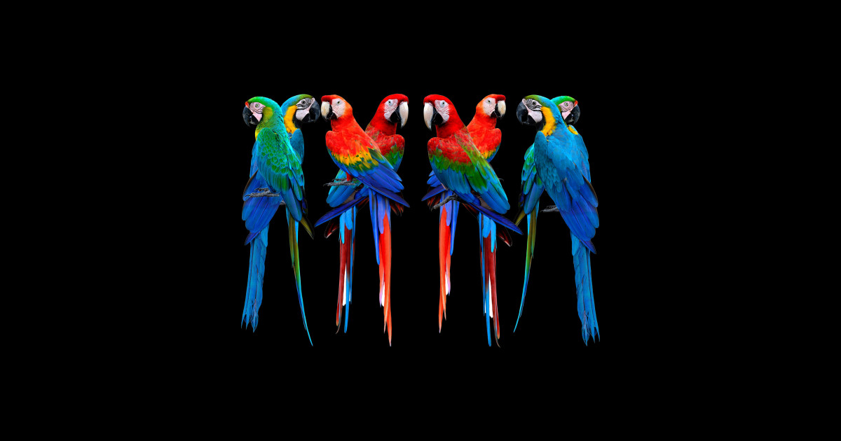 Beautiful Macaws. The Scarlet Macaw, Greenwing Macaw and The Blue and ...