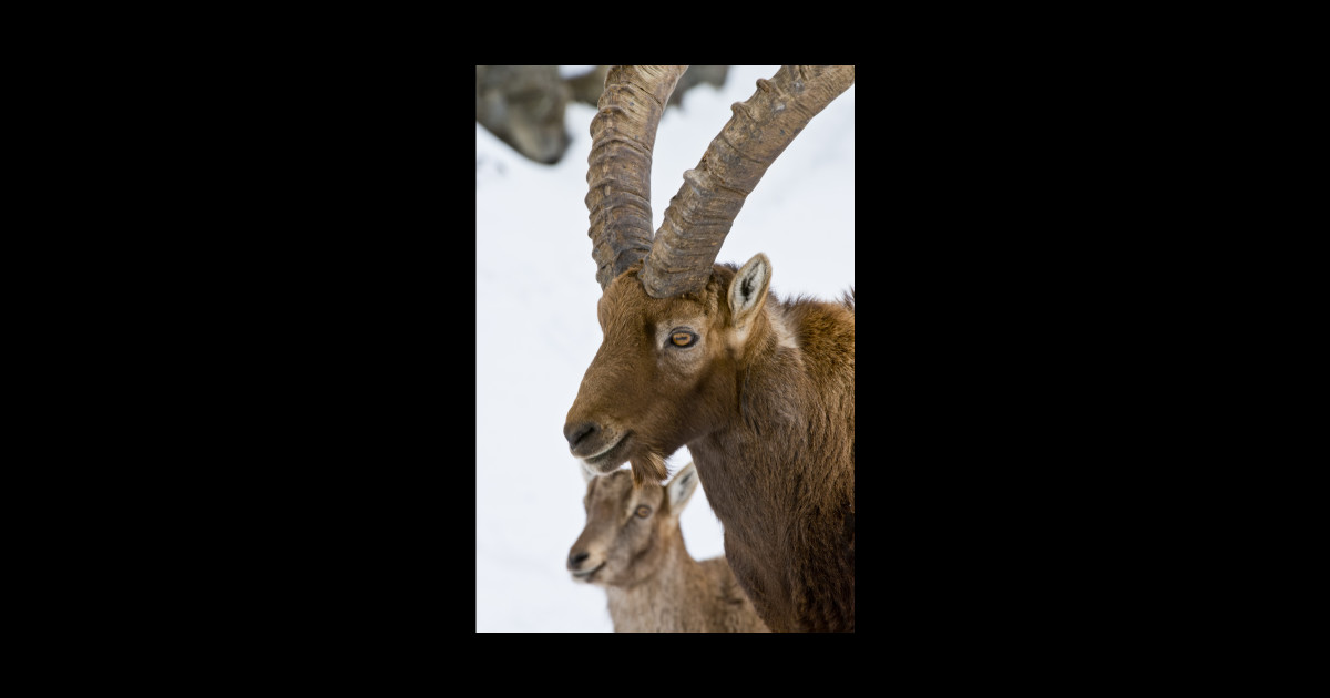 Ibex - Ibex - Sticker | TeePublic