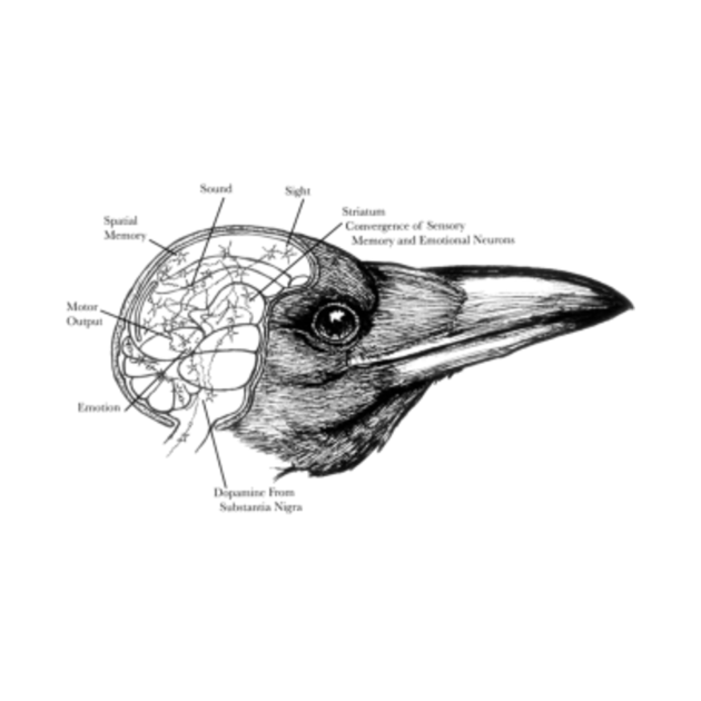 Bird Brain - Science - T-Shirt | TeePublic