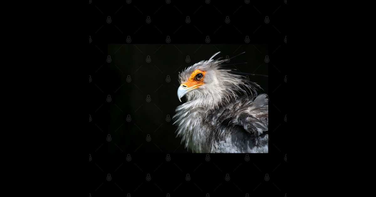 Secretarybird - Secretary Bird - Sticker | TeePublic
