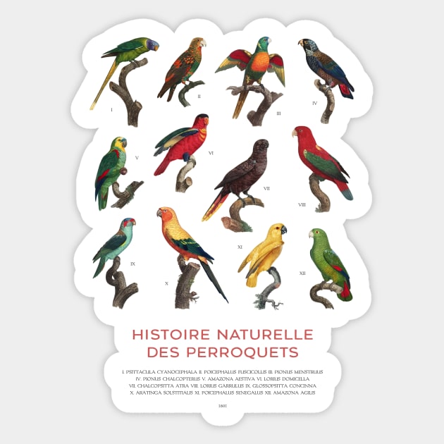 Parrots and Parakeets Identification Chart - Vintage Bird Prints ...