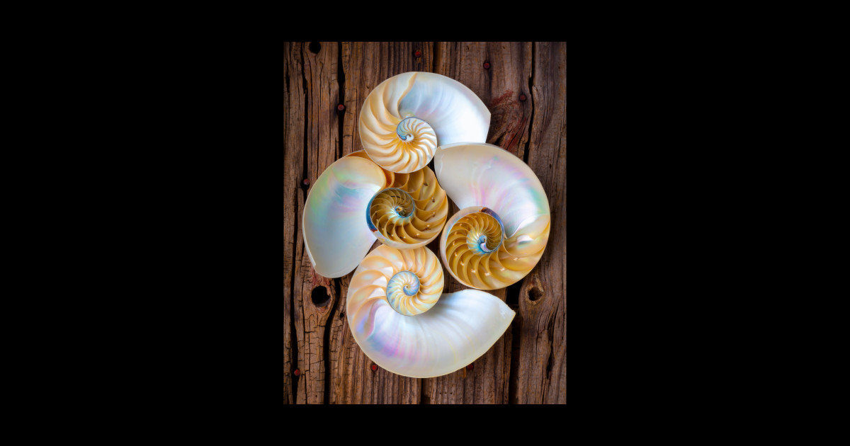 Natures Four Chambered Nautilus Seashells - Four - Sticker | TeePublic