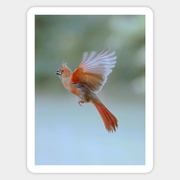 Cardinal in flight - Cardinal - Sticker | TeePublic
