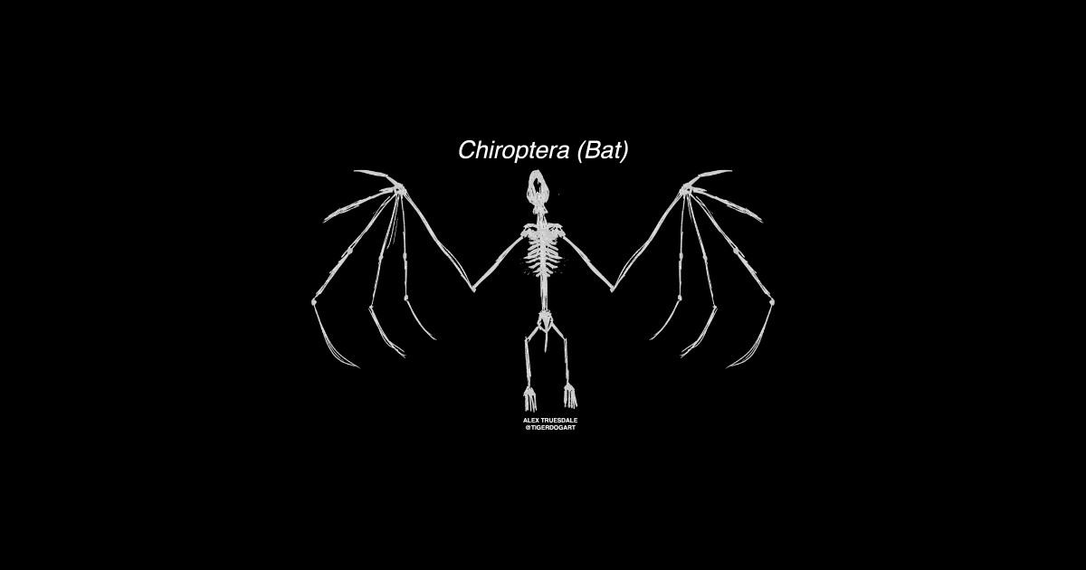Chiroptera (Bat) Skeleton - Animal - Sticker | TeePublic