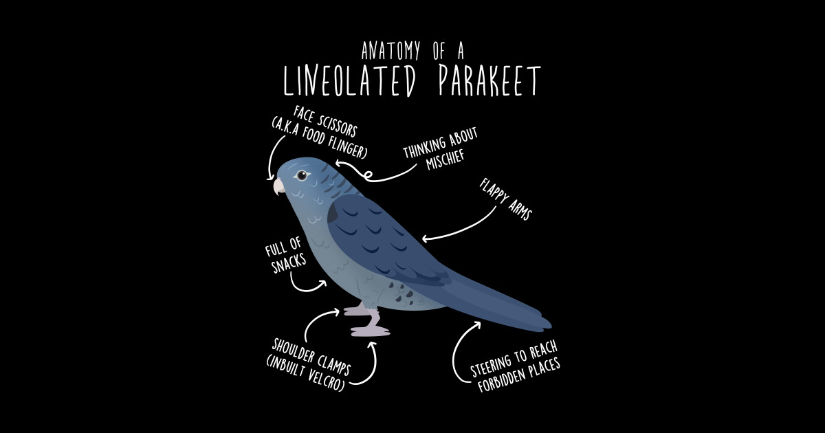 Cobalt Lineolated Parakeet Parrot Anatomy - Lineolated Parakeet ...