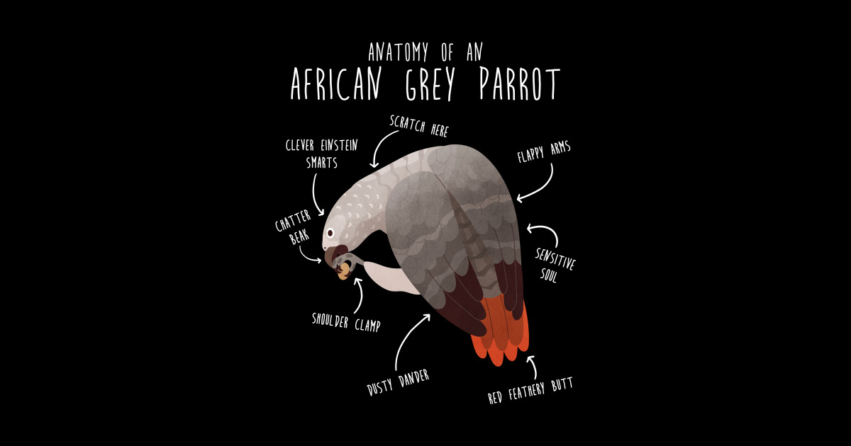 African Grey Anatomy - African Grey - Pin | TeePublic