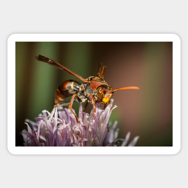 Paper Wasp - Insect - Sticker | TeePublic