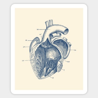 Internal Organ Diagram Anatomy Stickers for Sale | TeePublic