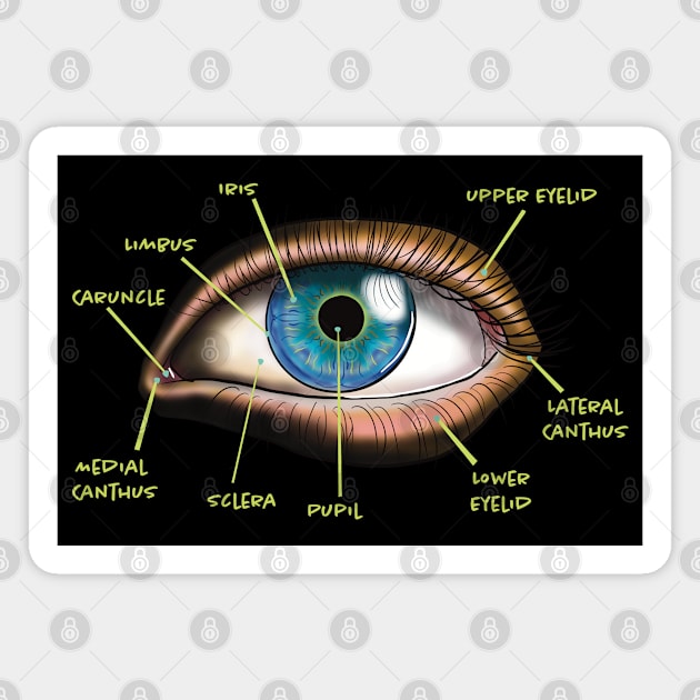 Anatomical Eye Diagram, Illustrates Iris, Limbus, Caruncle, Medial ...