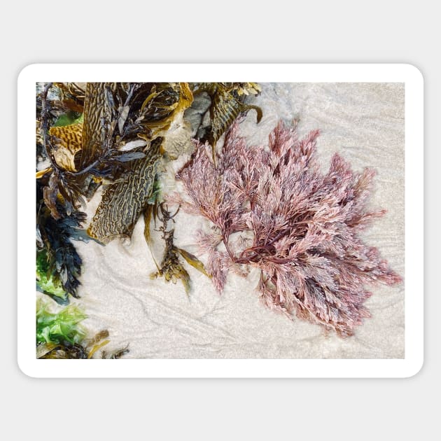 Seaweed Studies - Coastal - Sticker | TeePublic