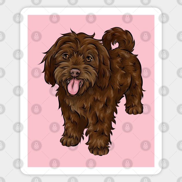 chocolate cavapoo dog
