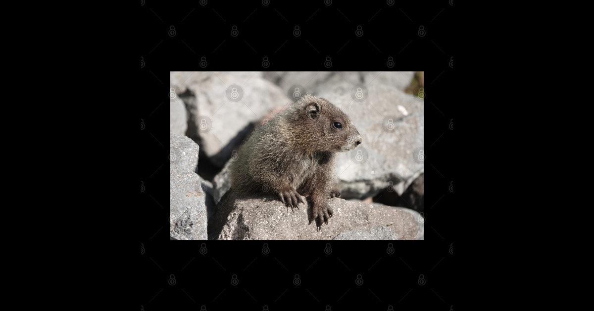 Baby marmot in Mount Rainier National Park - Marmota Caligata - Sticker ...
